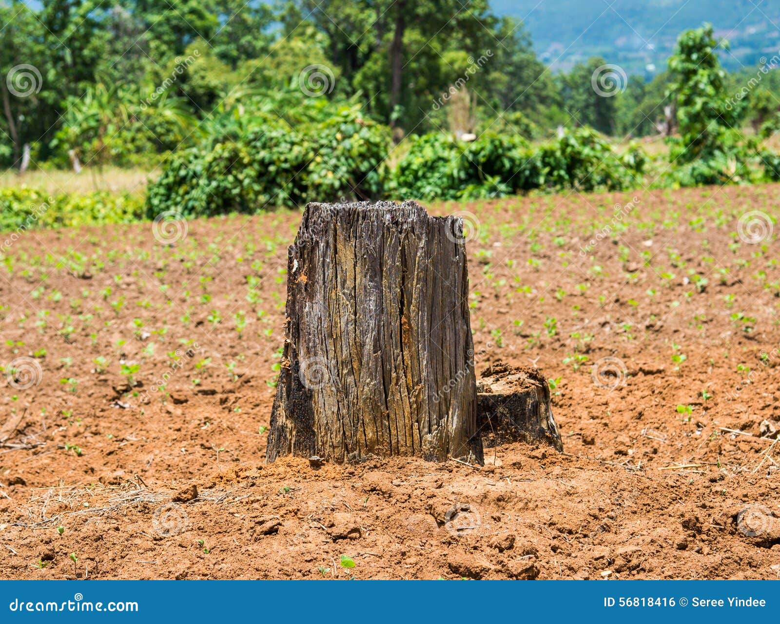 Destroy s forest by human stock photo. Image of nature - 56818416