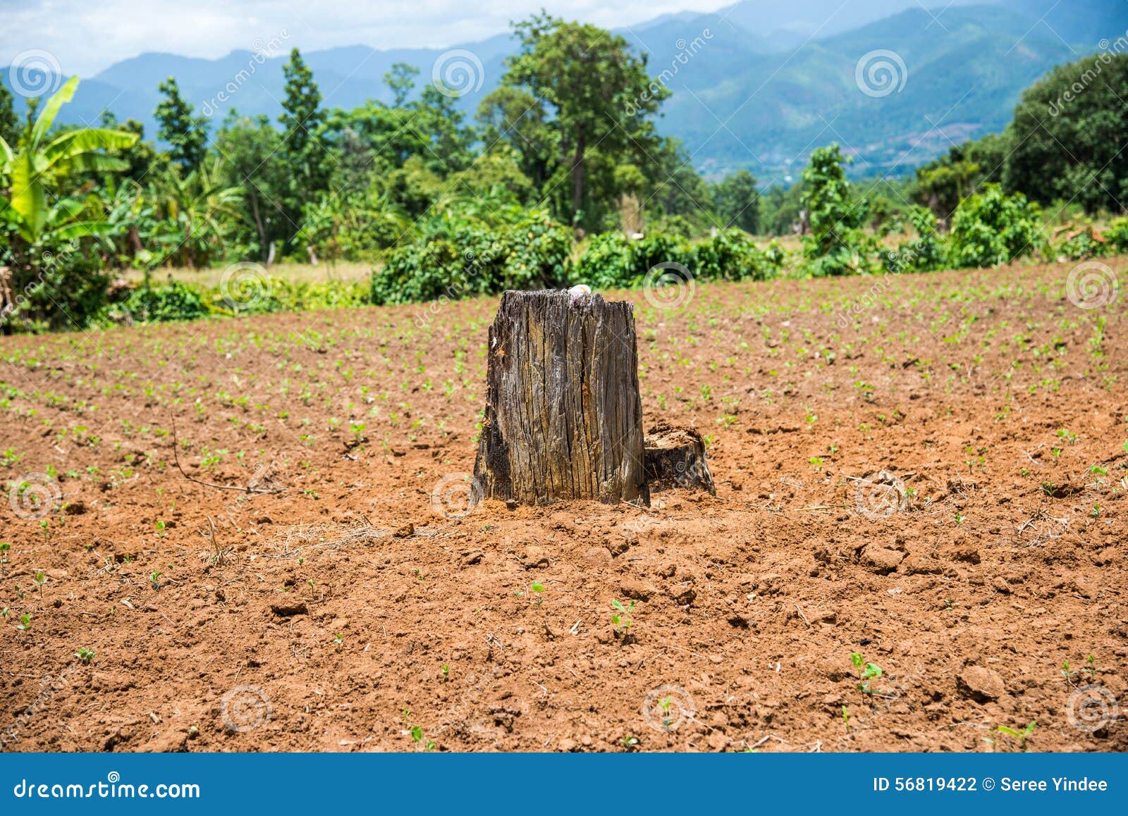 Destroy s forest by human stock photo. Image of coniferous - 56819422