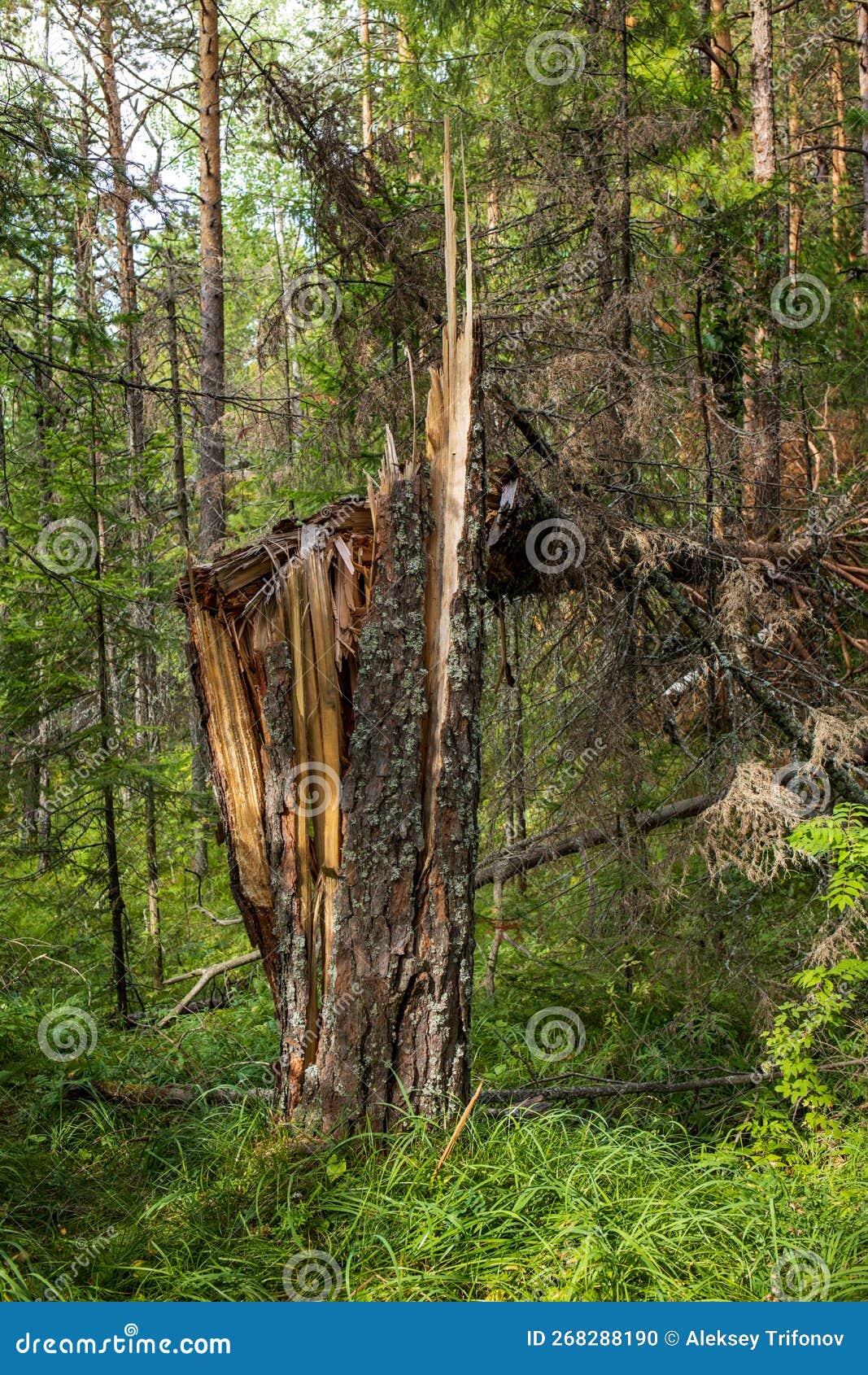 Destroyed Broken Coniferous Tree in the Summer Forest. the Trunk of a ...