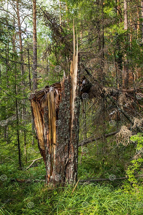Destroyed Broken Coniferous Tree in the Summer Forest. the Trunk of a ...