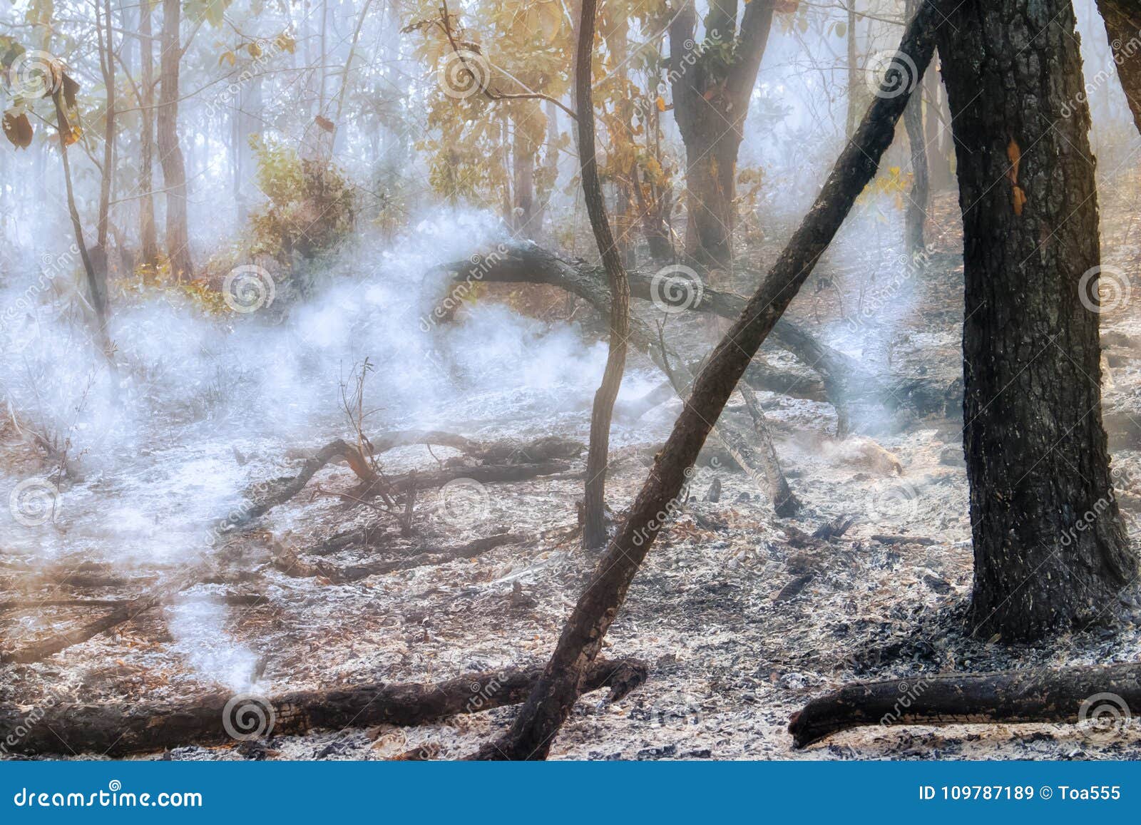 Destroyed by Burning Tropical Forest Stock Image - Image of fire ...