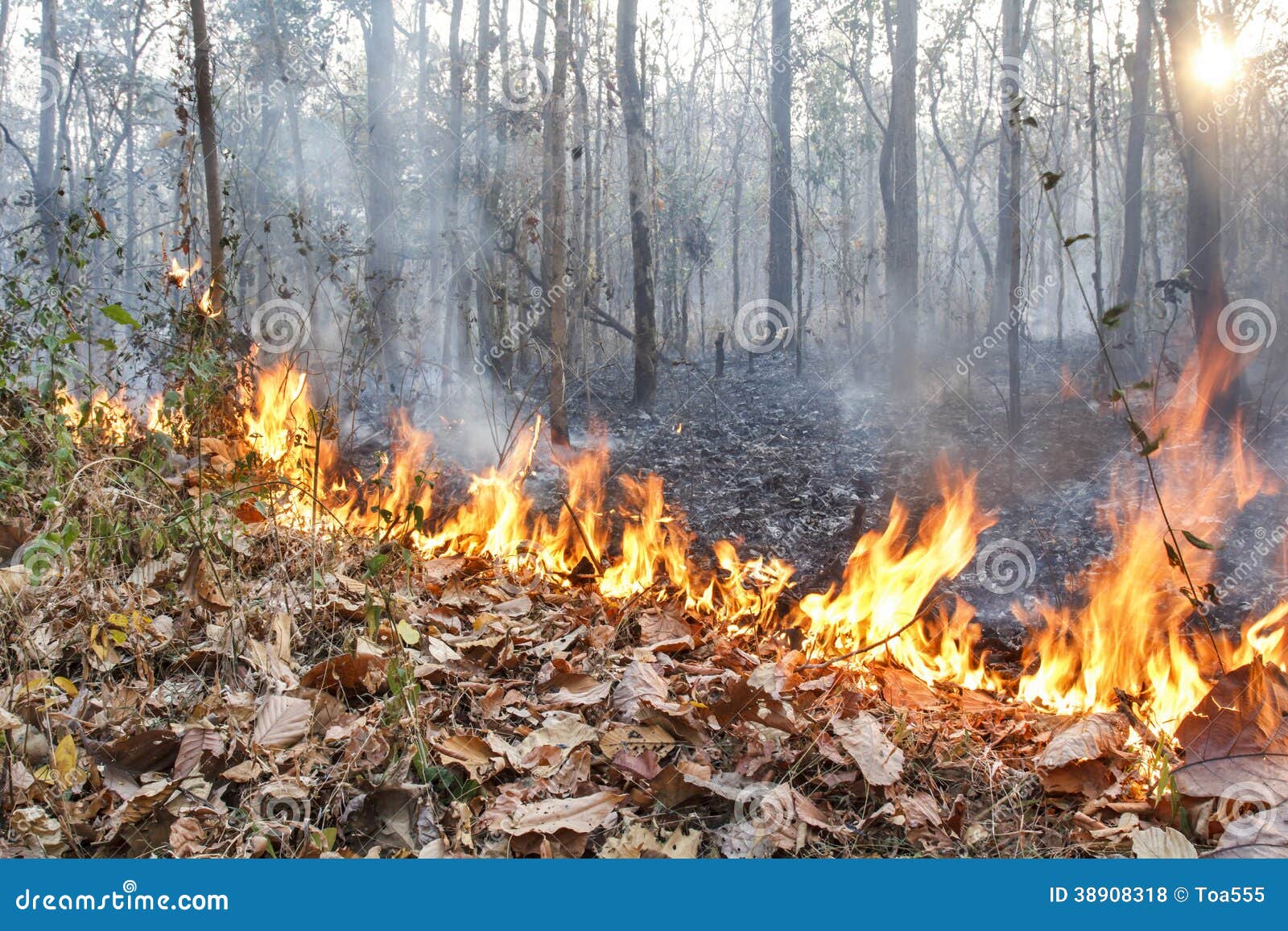 Destroyed by Burning Tropical Forest Stock Photo - Image of natural ...