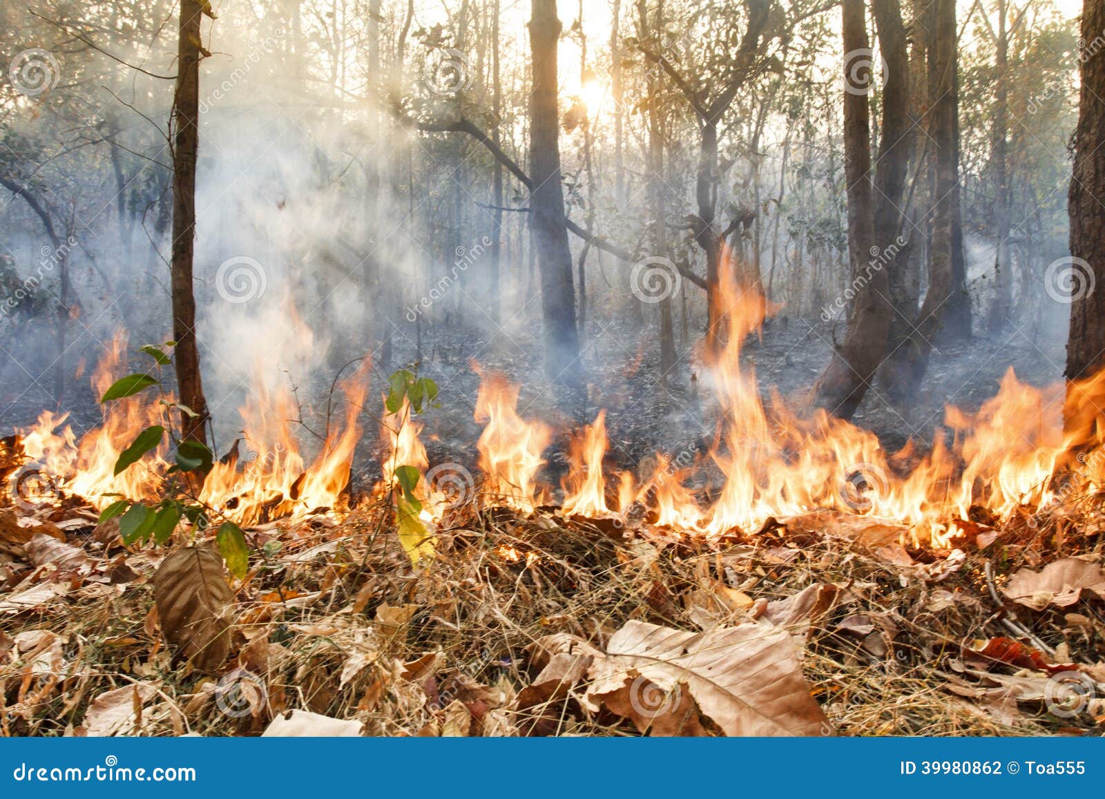 Destroyed by Burning Tropical Forest Stock Photo - Image of natural ...