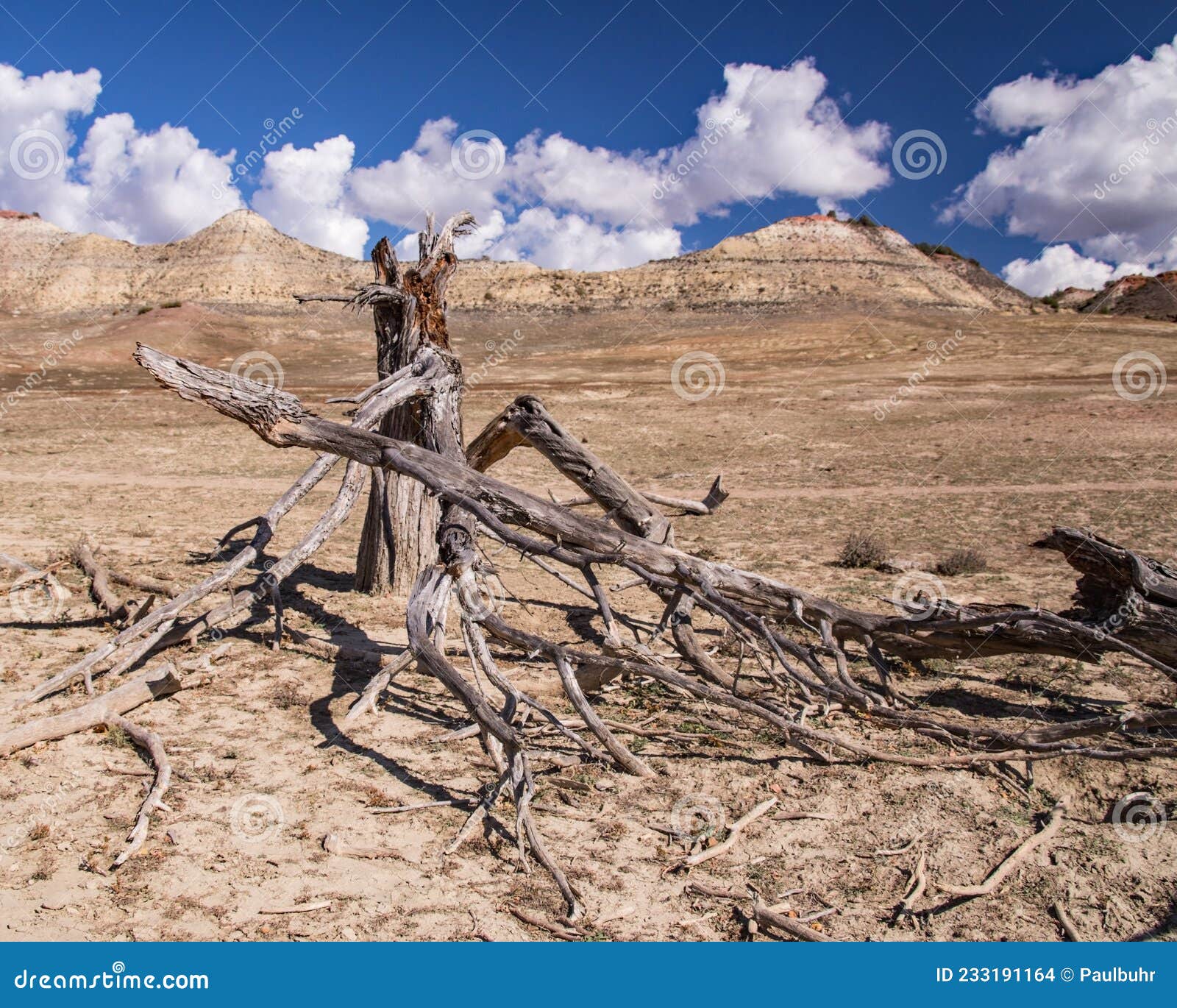 Destroyed Cedar Tree Along the Paddock Trail Stock Photo - Image of ...