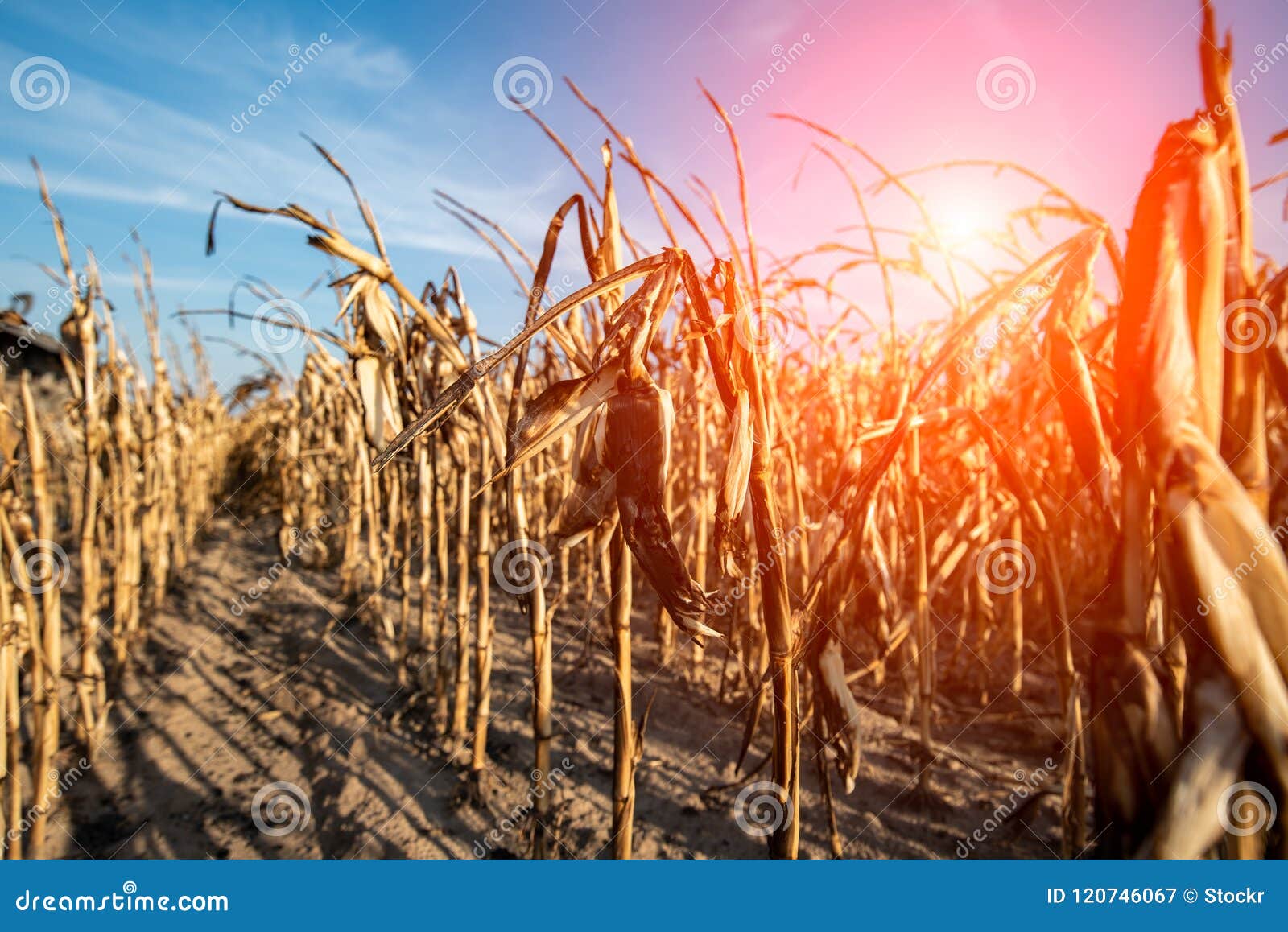 Destroyed corn field stock image. Image of broken, disaster - 120746067