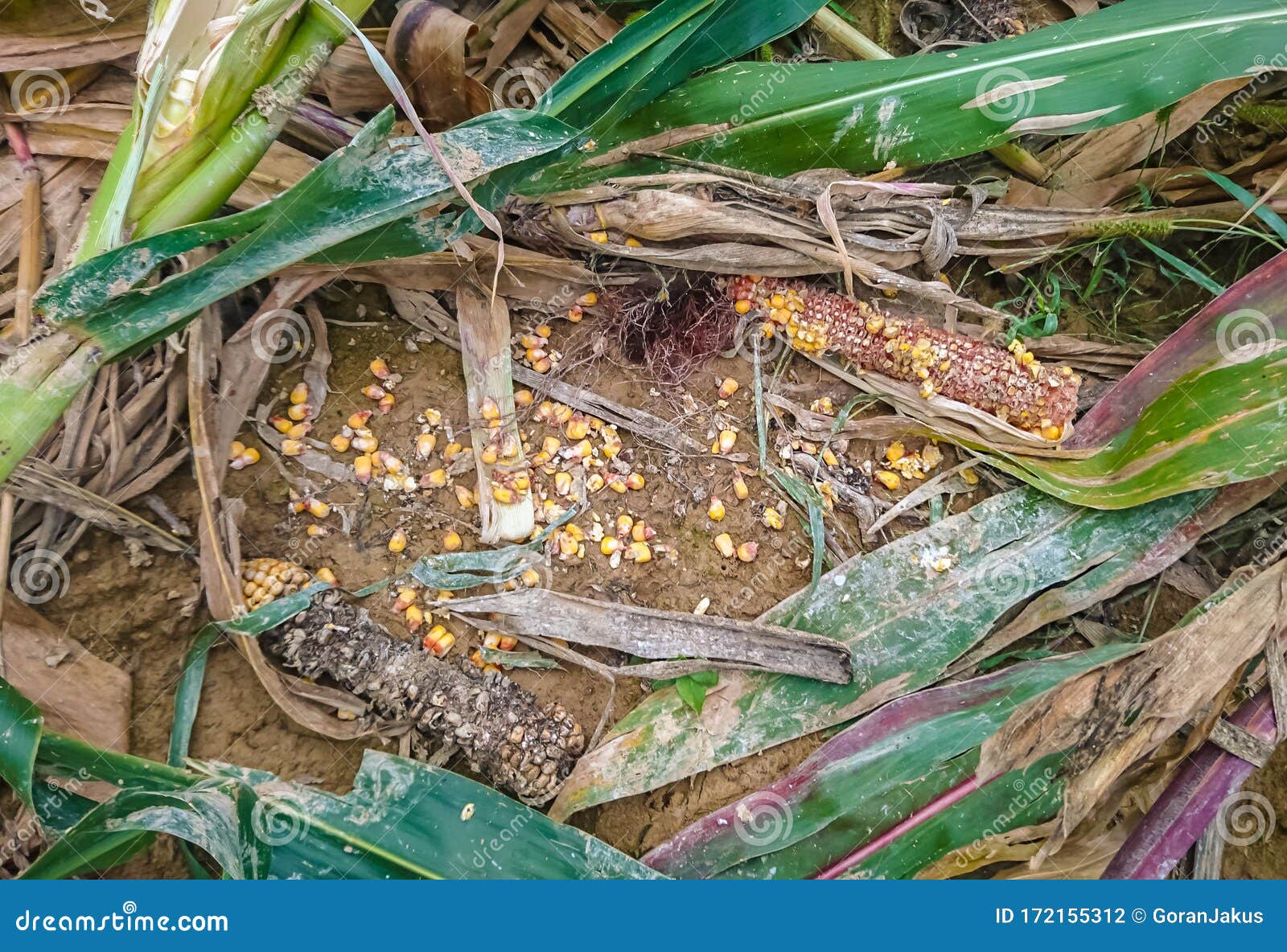 Destroyed corn field stock photo. Image of crop, destruction - 172155312