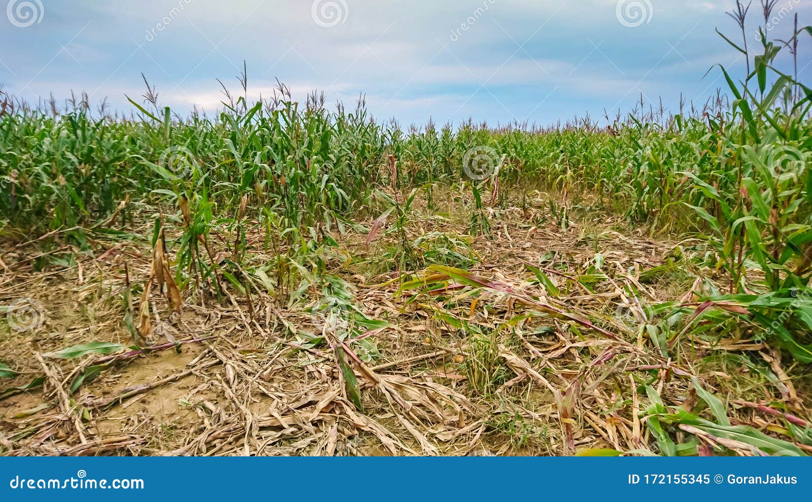 Destroyed corn field stock image. Image of field, destroy - 172155345