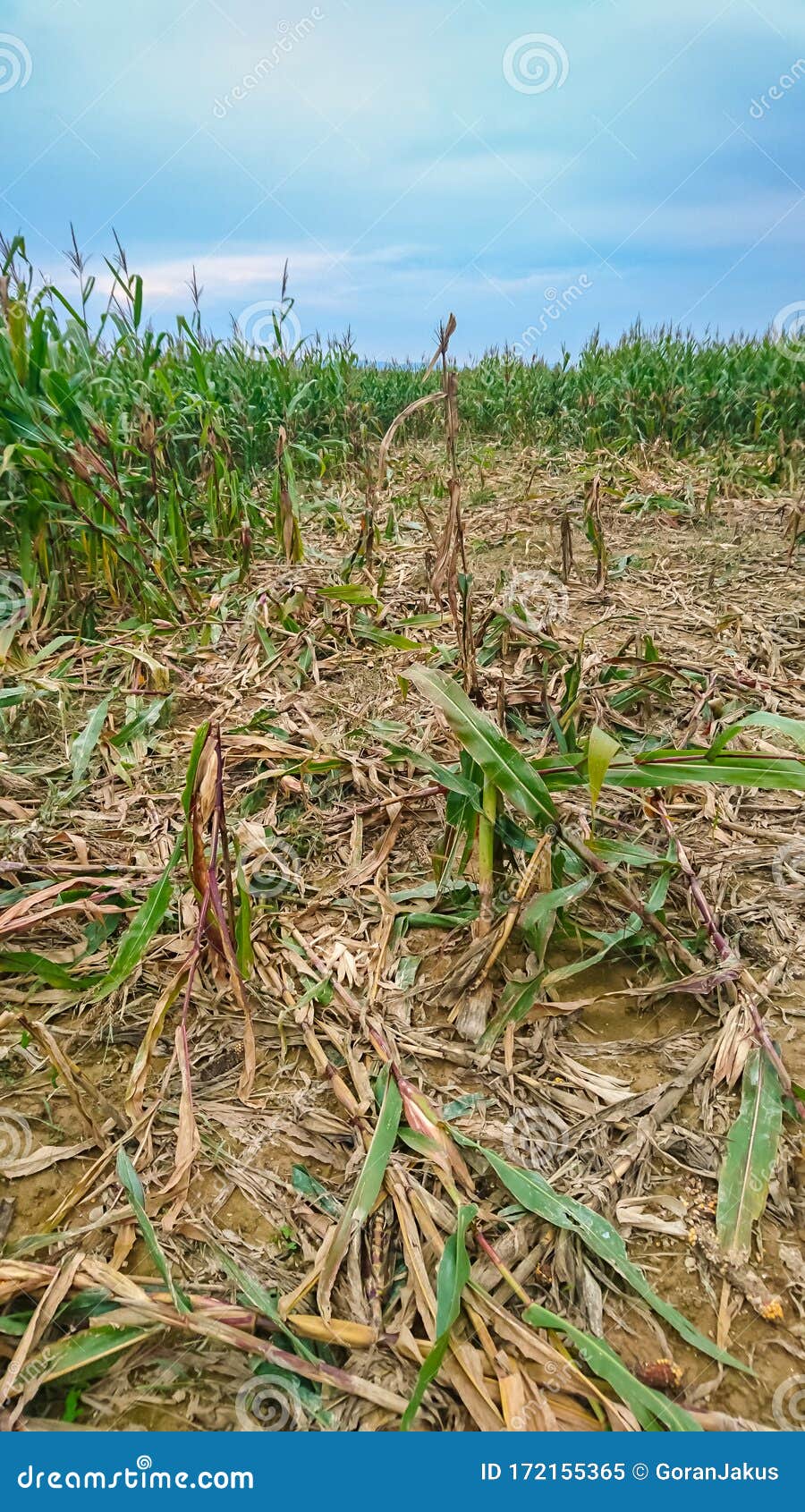 Destroyed corn field stock image. Image of overrun, agriculture - 172155365
