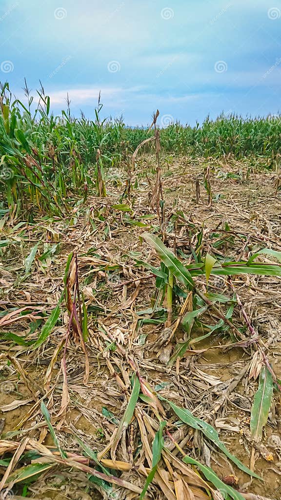 Destroyed corn field stock image. Image of overrun, agriculture - 172155365