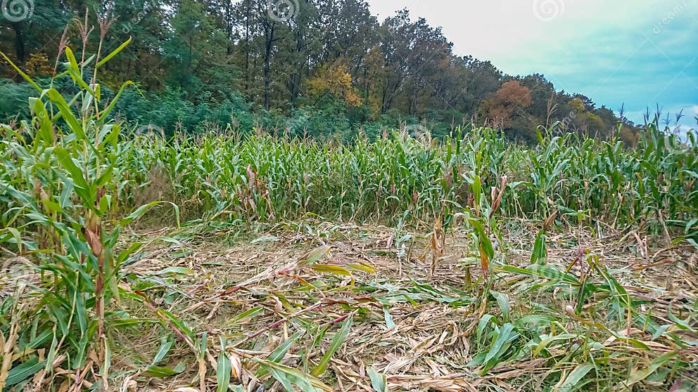 Destroyed corn field stock photo. Image of growth, farm - 172155674