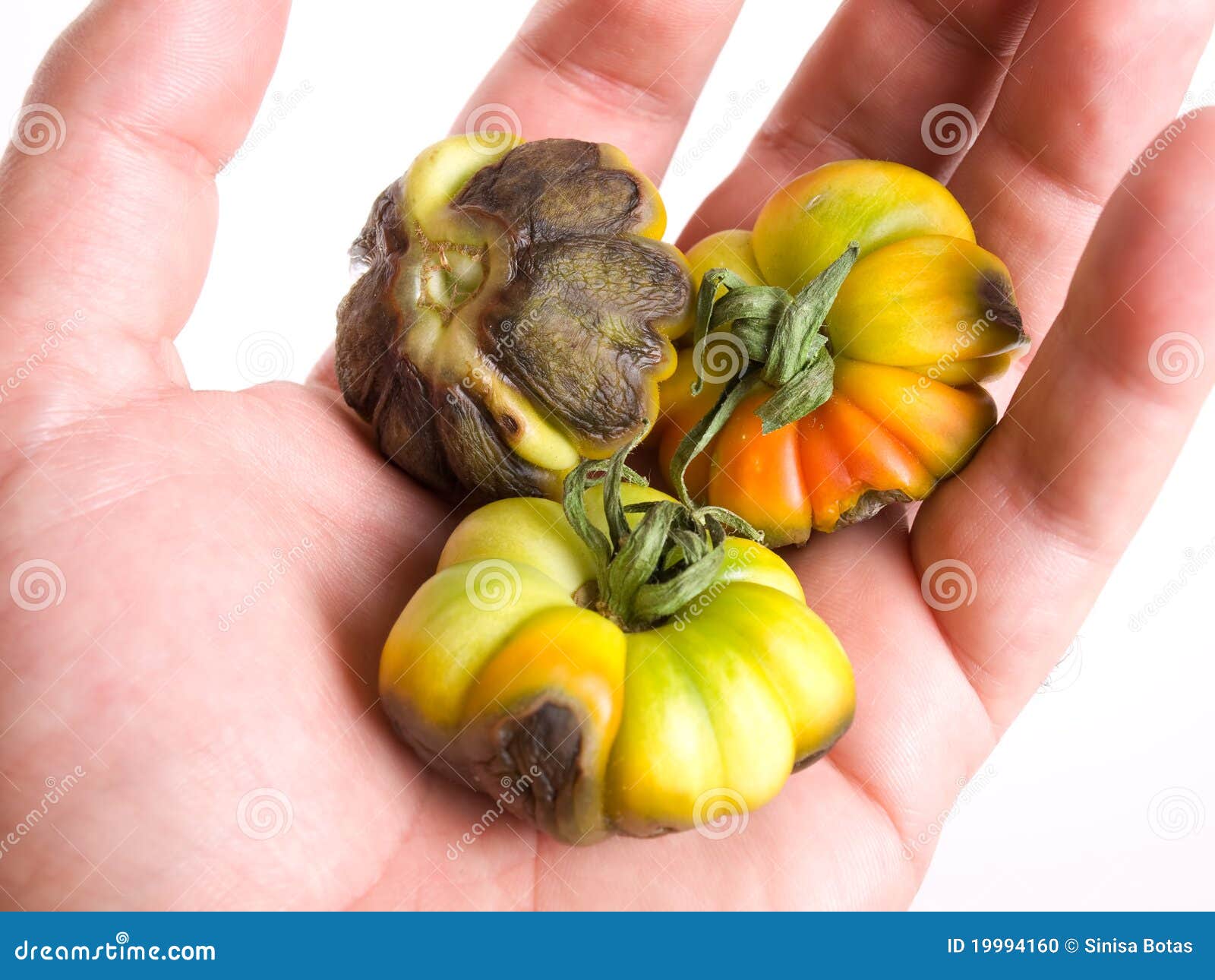 Destroyed crops stock photo. Image of disgust, farmer - 19994160