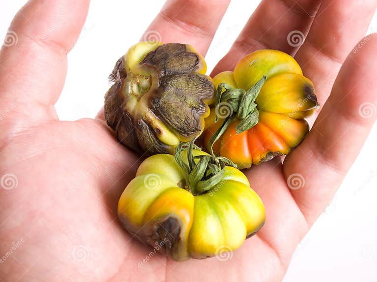 Destroyed crops stock photo. Image of disgust, farmer - 19994160