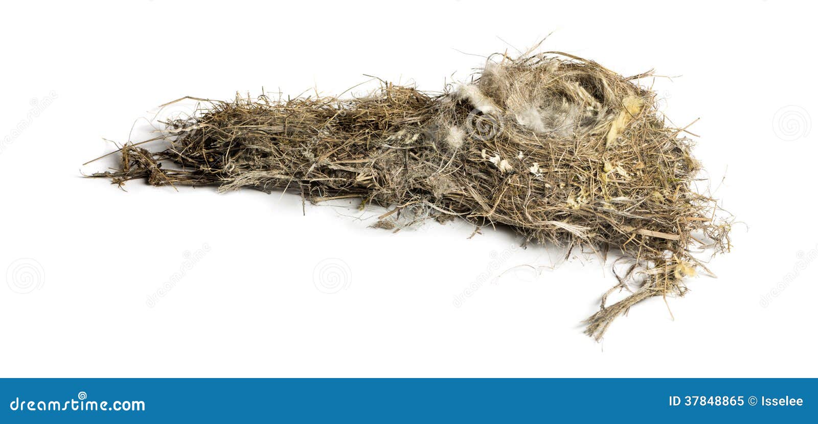 Destroyed Dry Bird Nest, Isolated Stock Image - Image of wild, bird ...