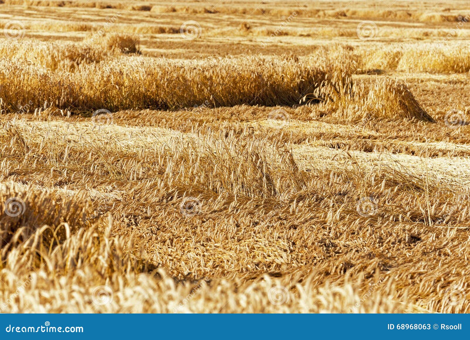 Destroyed the Element of Wheat Stock Image - Image of damaged, field ...