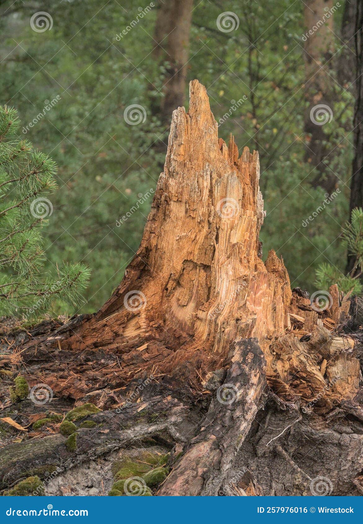 Destroyed family tree stock photo. Image of fall, environment - 257976016