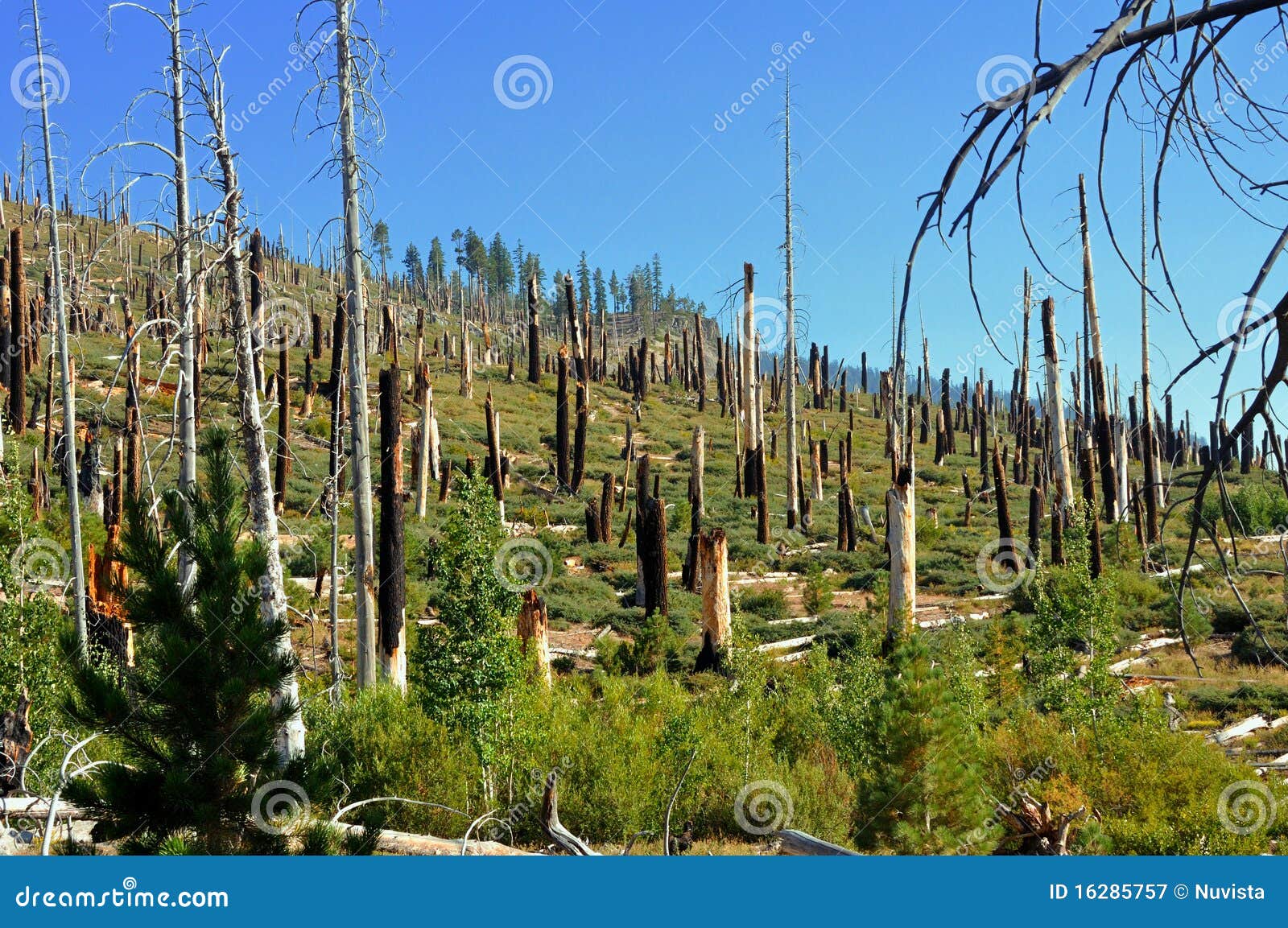 Destroyed Forest stock image. Image of protection, california - 16285757