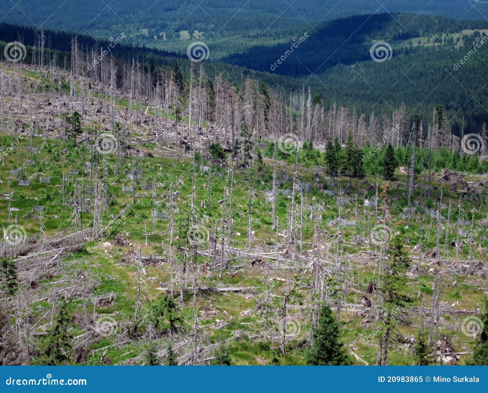Destroyed forest stock image. Image of environment, disaster - 20983865