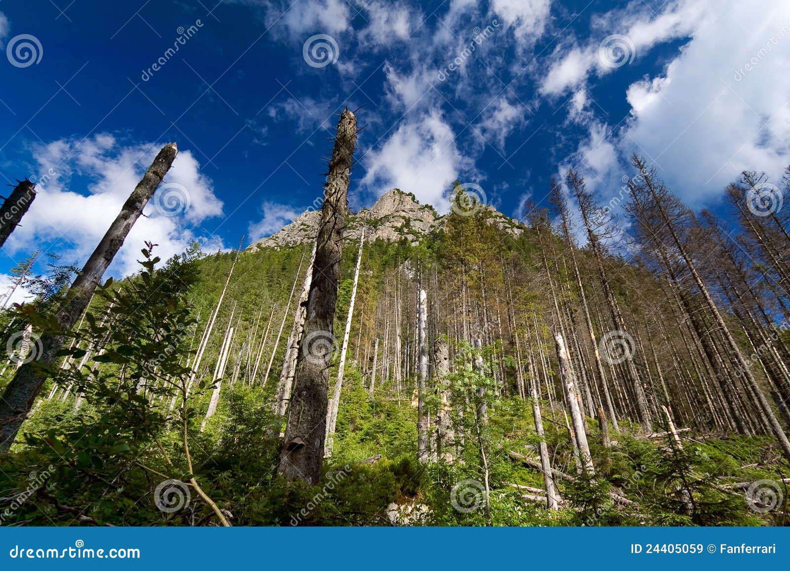 Destroyed forest. stock image. Image of zakopane, roztoki - 24405059