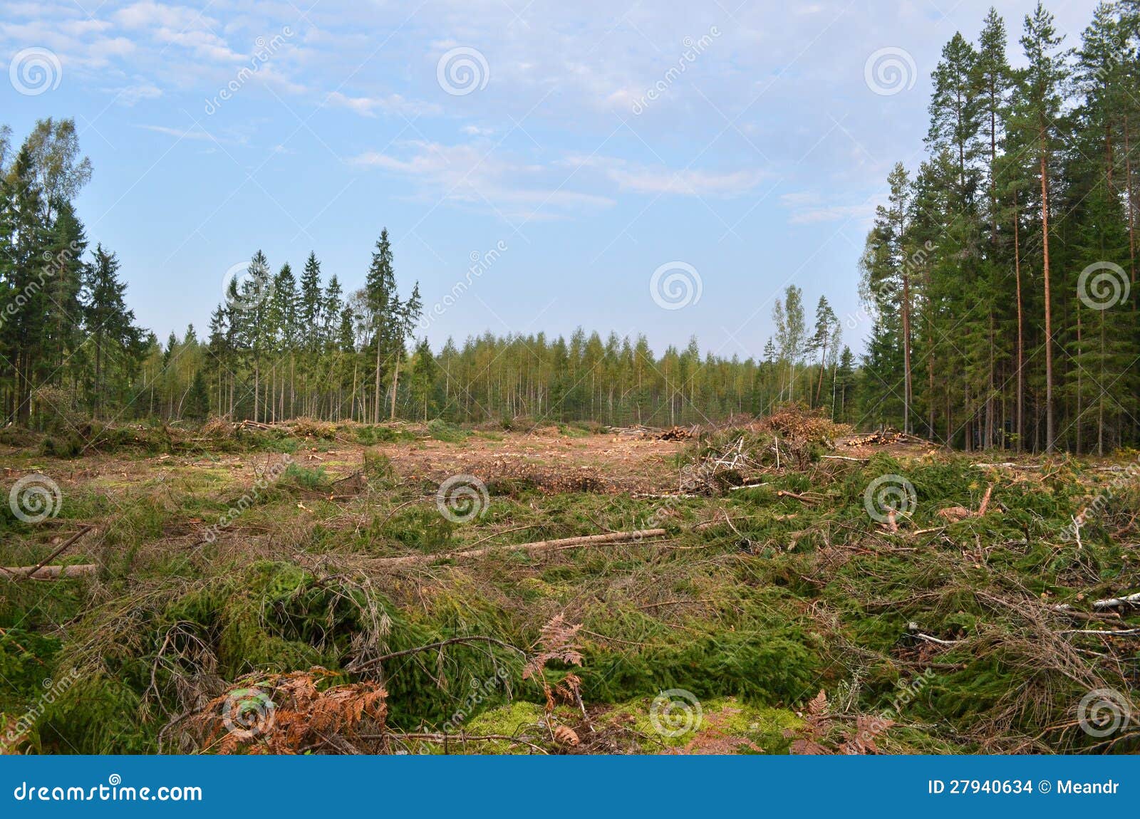 Destroyed forest stock photo. Image of ecology, conservation - 27940634