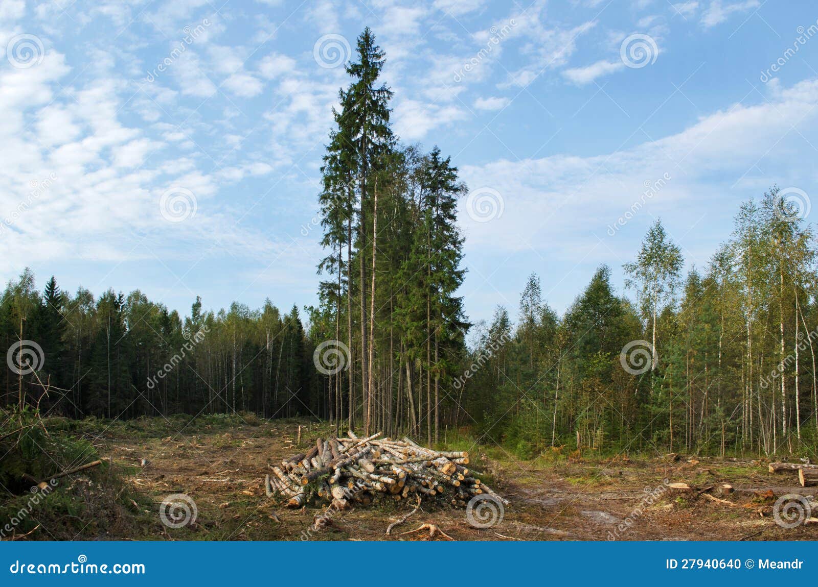 Destroyed forest stock photo. Image of preservation, material - 27940640