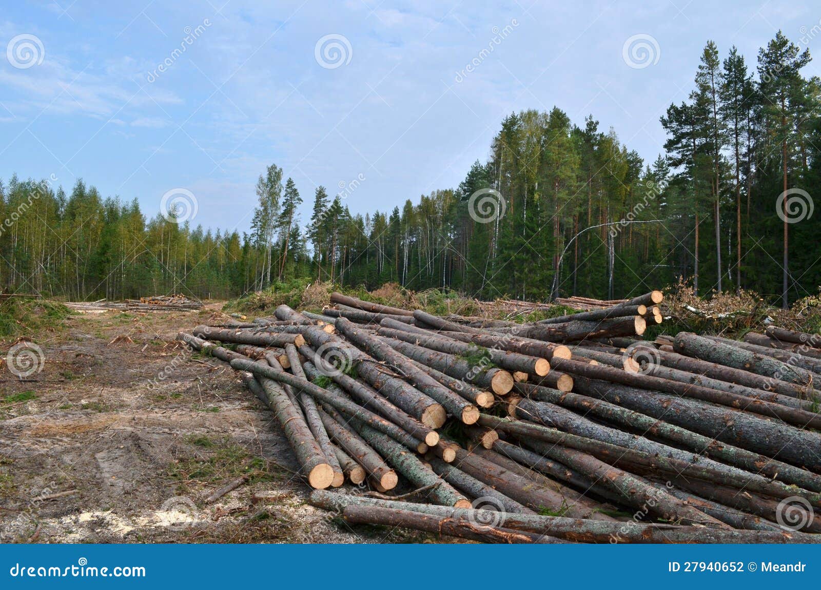 Destroyed forest stock photo. Image of harvest, devastation - 27940652