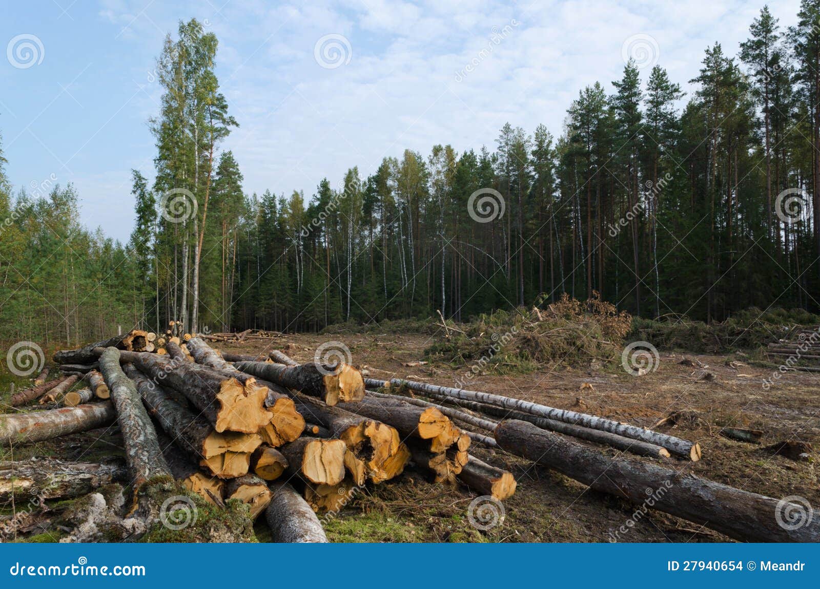 Destroyed forest stock photo. Image of laying, environment - 27940654