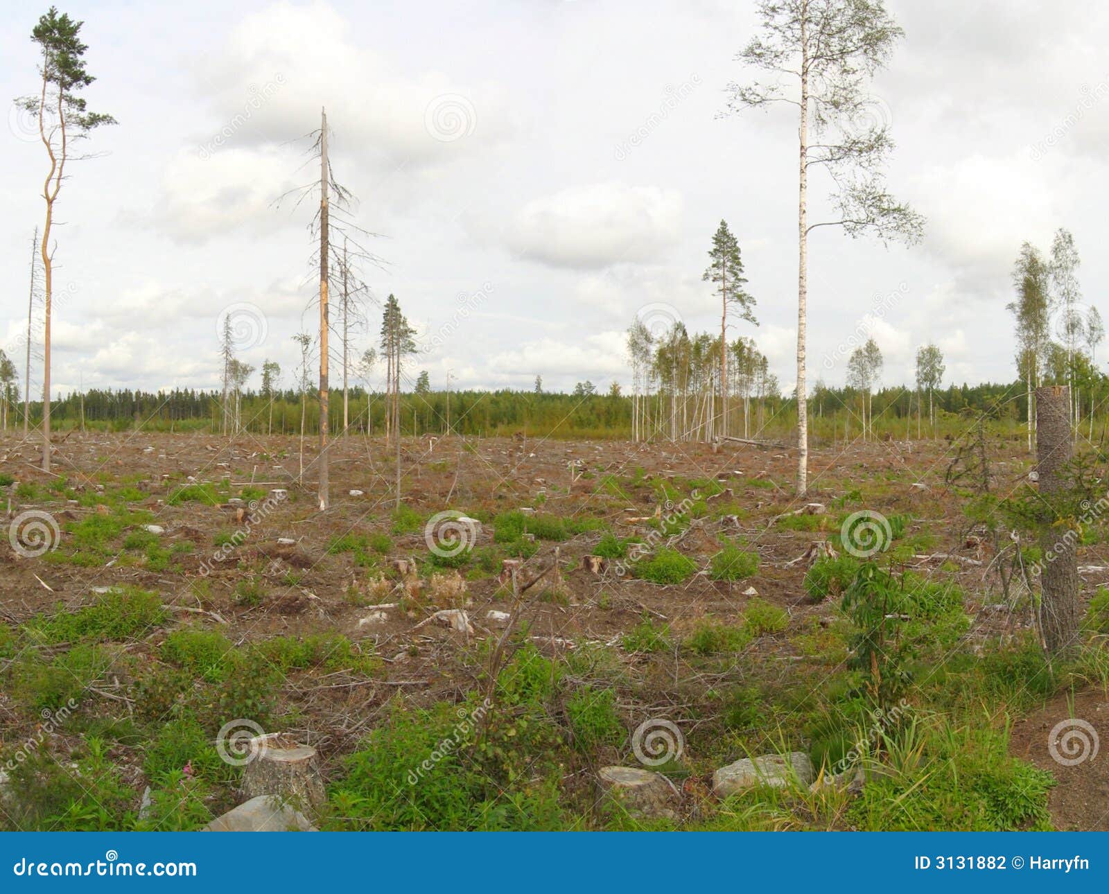 Destroyed forest stock photo. Image of barren, erosion - 3131882