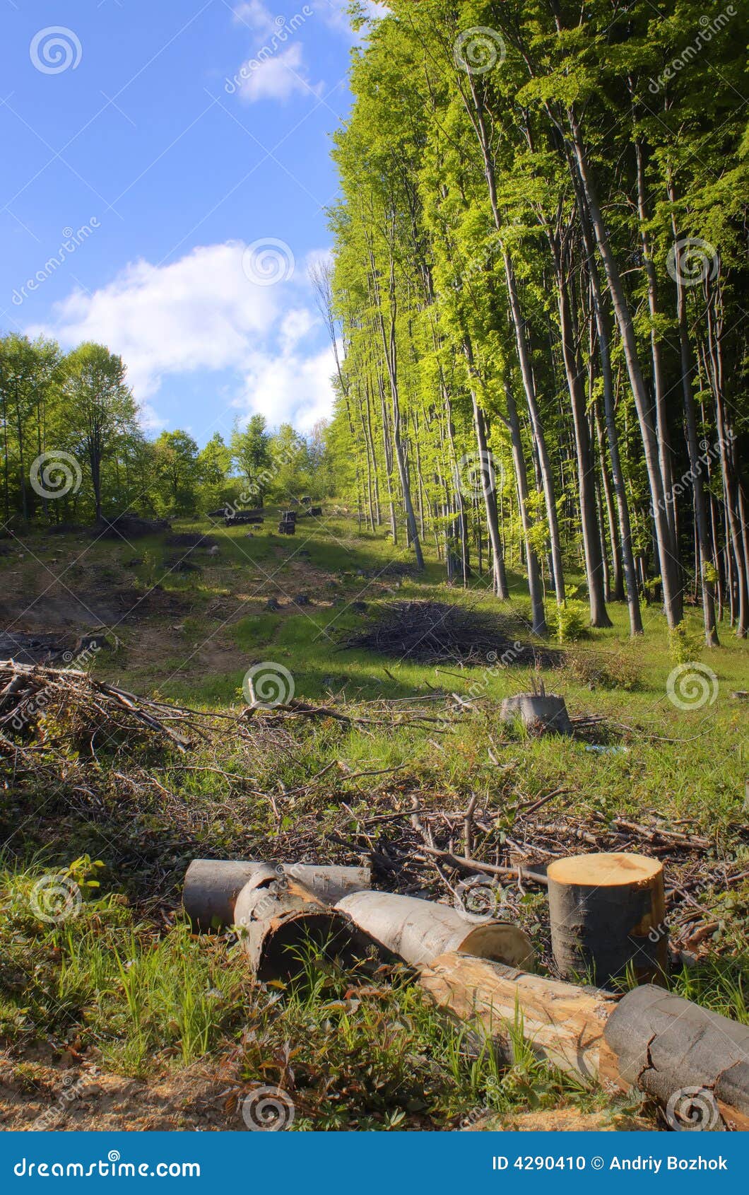 Destroyed forest stock photo. Image of ecology, trees - 4290410