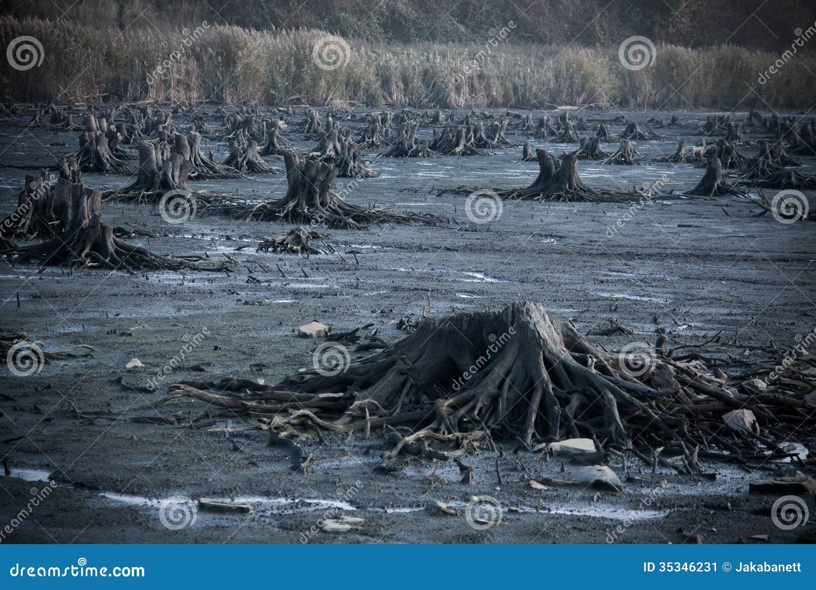 Destroyed forest and area stock image. Image of dead - 35346231