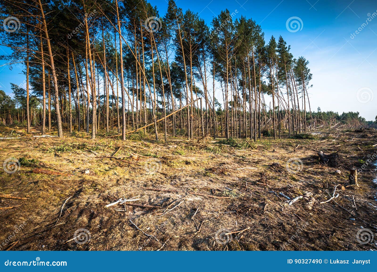 Destroyed Forest As an Effect of Strong Storm Stock Photo - Image of ...