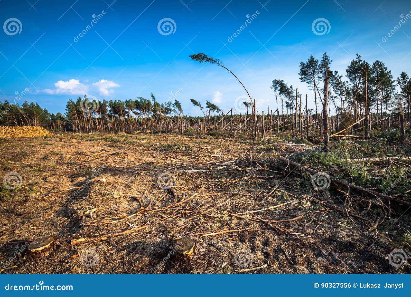 Destroyed Forest As an Effect of Strong Storm Stock Photo - Image of ...