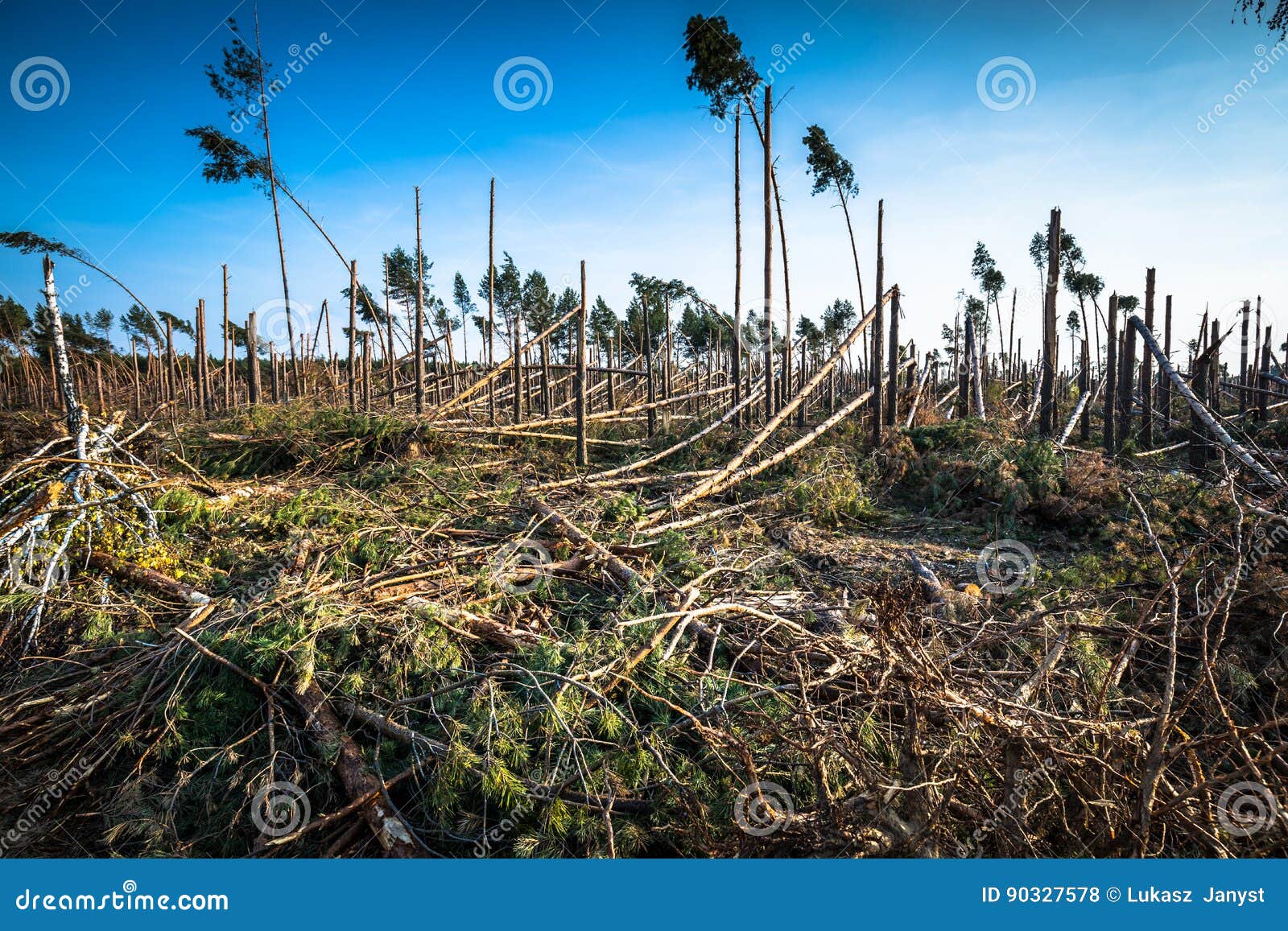 Destroyed Forest As an Effect of Strong Storm Stock Photo - Image of ...