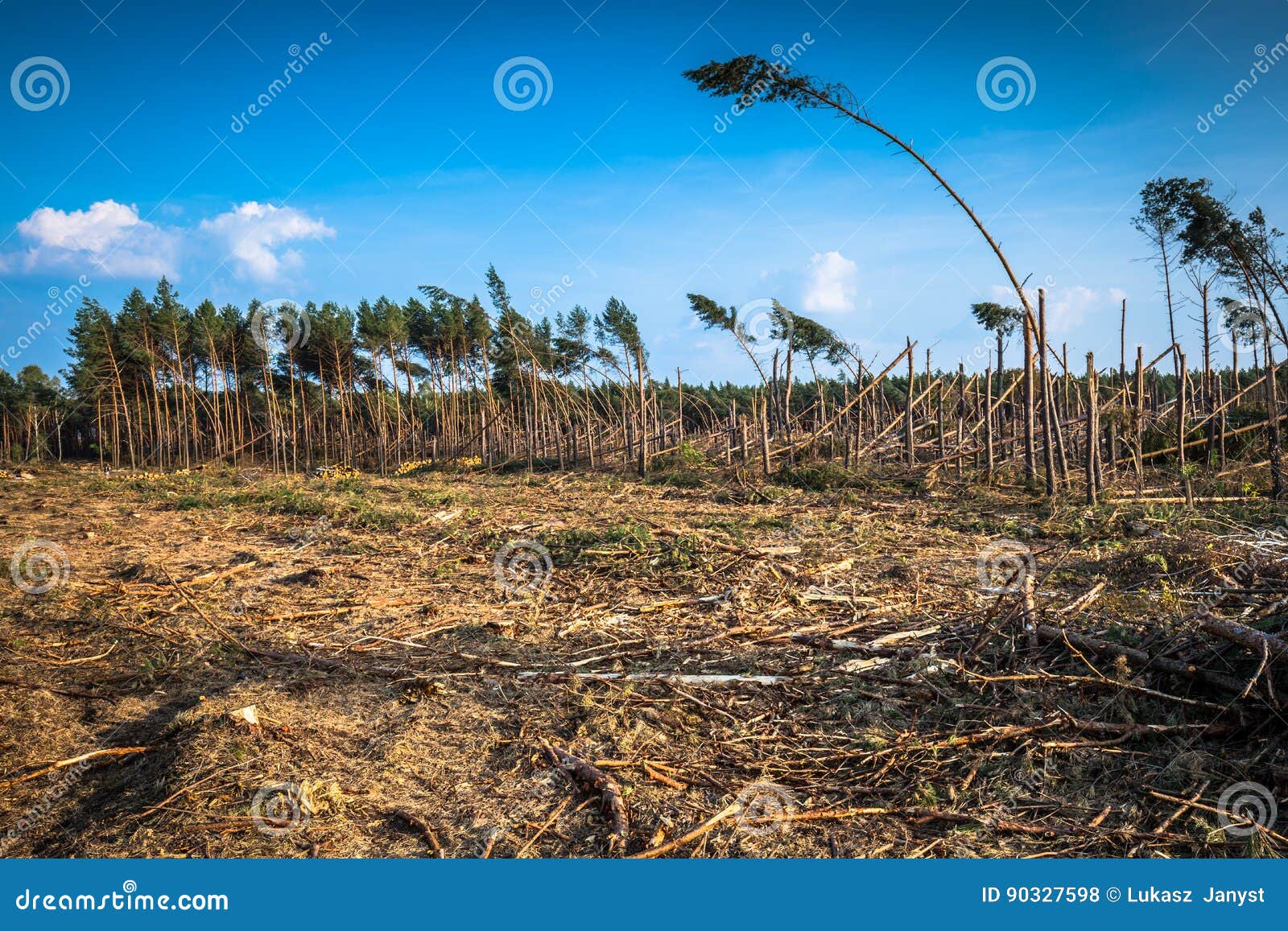 Destroyed Forest As an Effect of Strong Storm Stock Photo - Image of ...