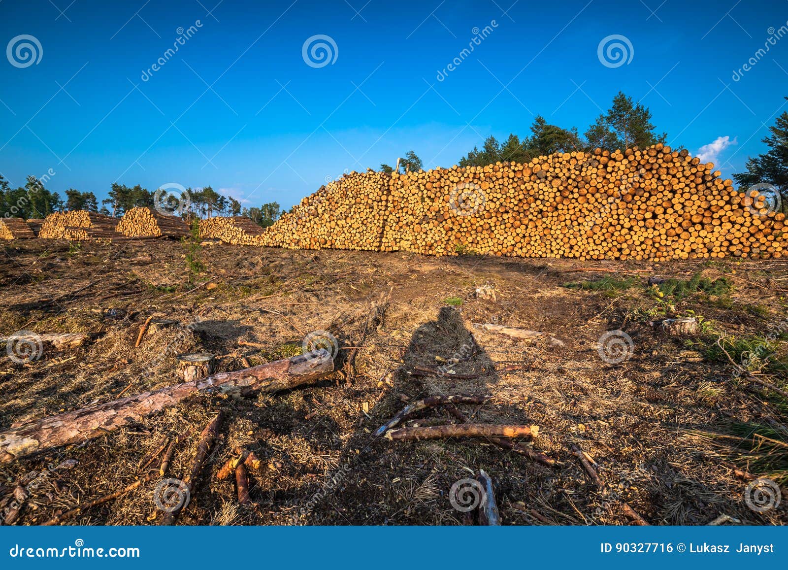 Destroyed Forest As an Effect of Strong Storm Stock Photo - Image of ...