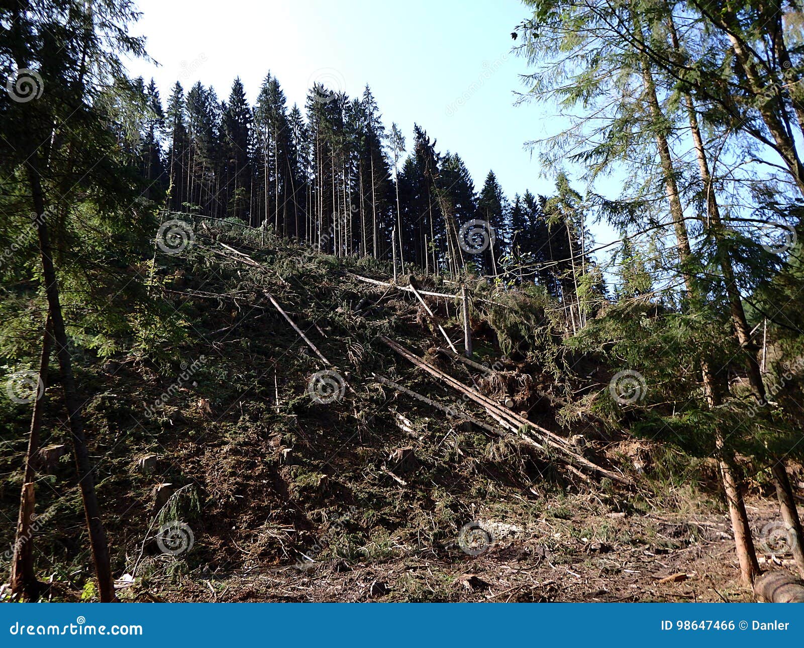 Destroyed Forest As an Effect of Strong Storm Stock Photo - Image of ...