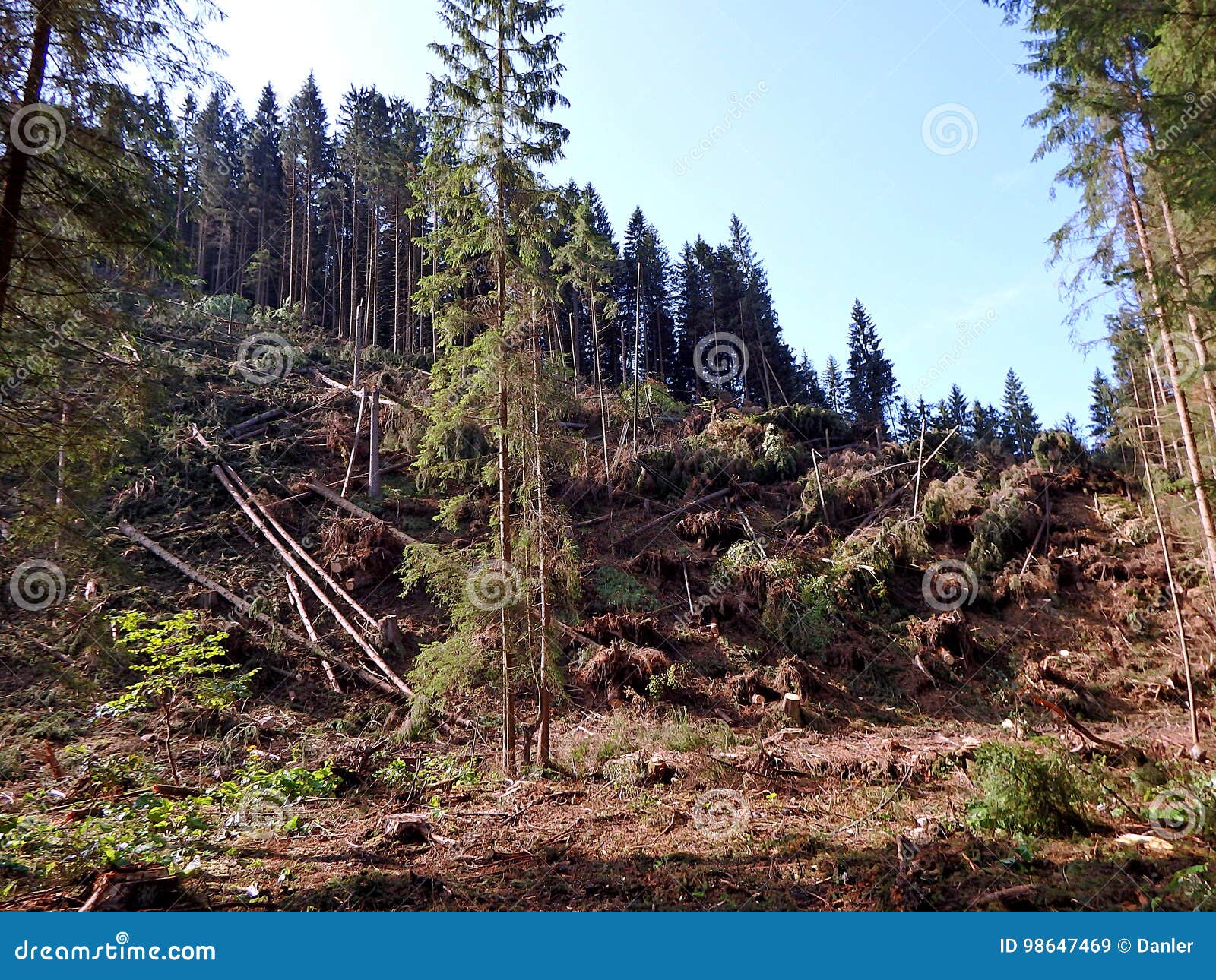 Destroyed Forest As an Effect of Strong Storm Stock Image - Image of ...