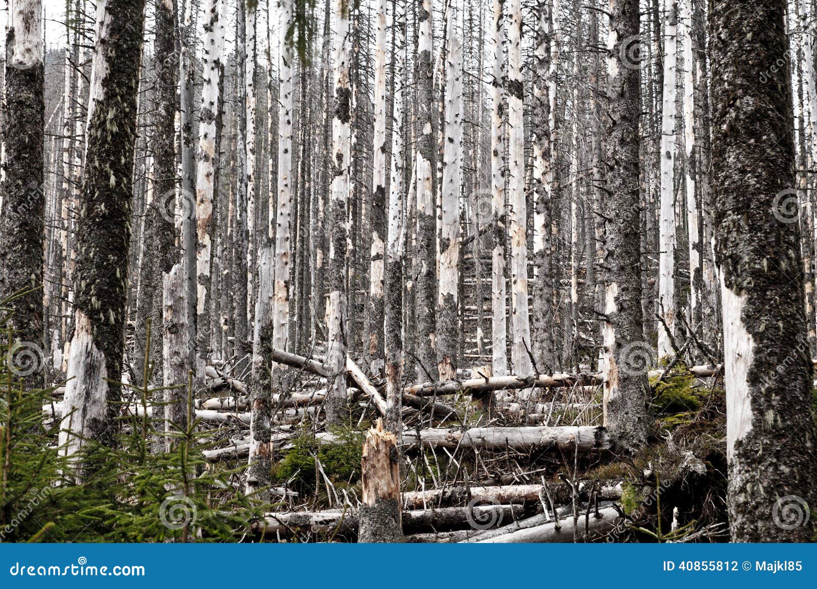 Destroyed Forest, a Lot of Dead Trees Stock Photo - Image of polluted ...
