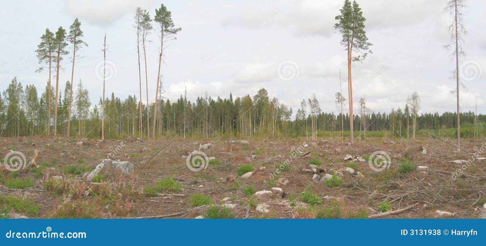 Destroyed forest panorama stock photo. Image of panorama - 3131938