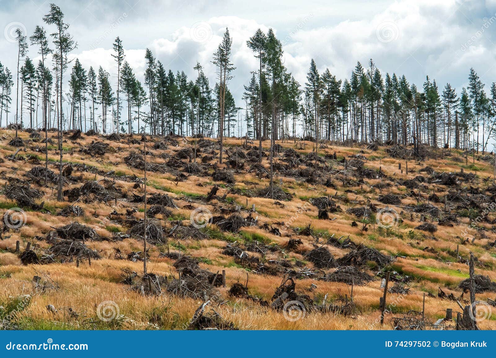 Destroyed forest stock photo. Image of damage, destroyed - 74297502