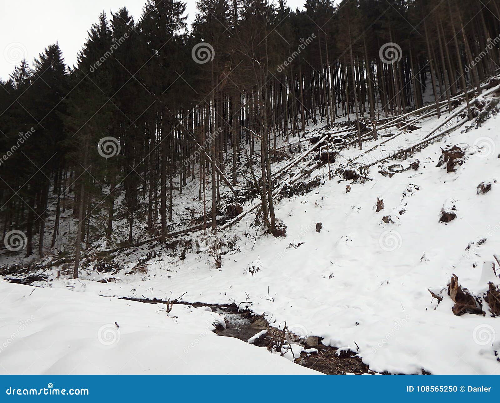 Destroyed Forest As an Effect of Strong Storm Stock Photo - Image of ...