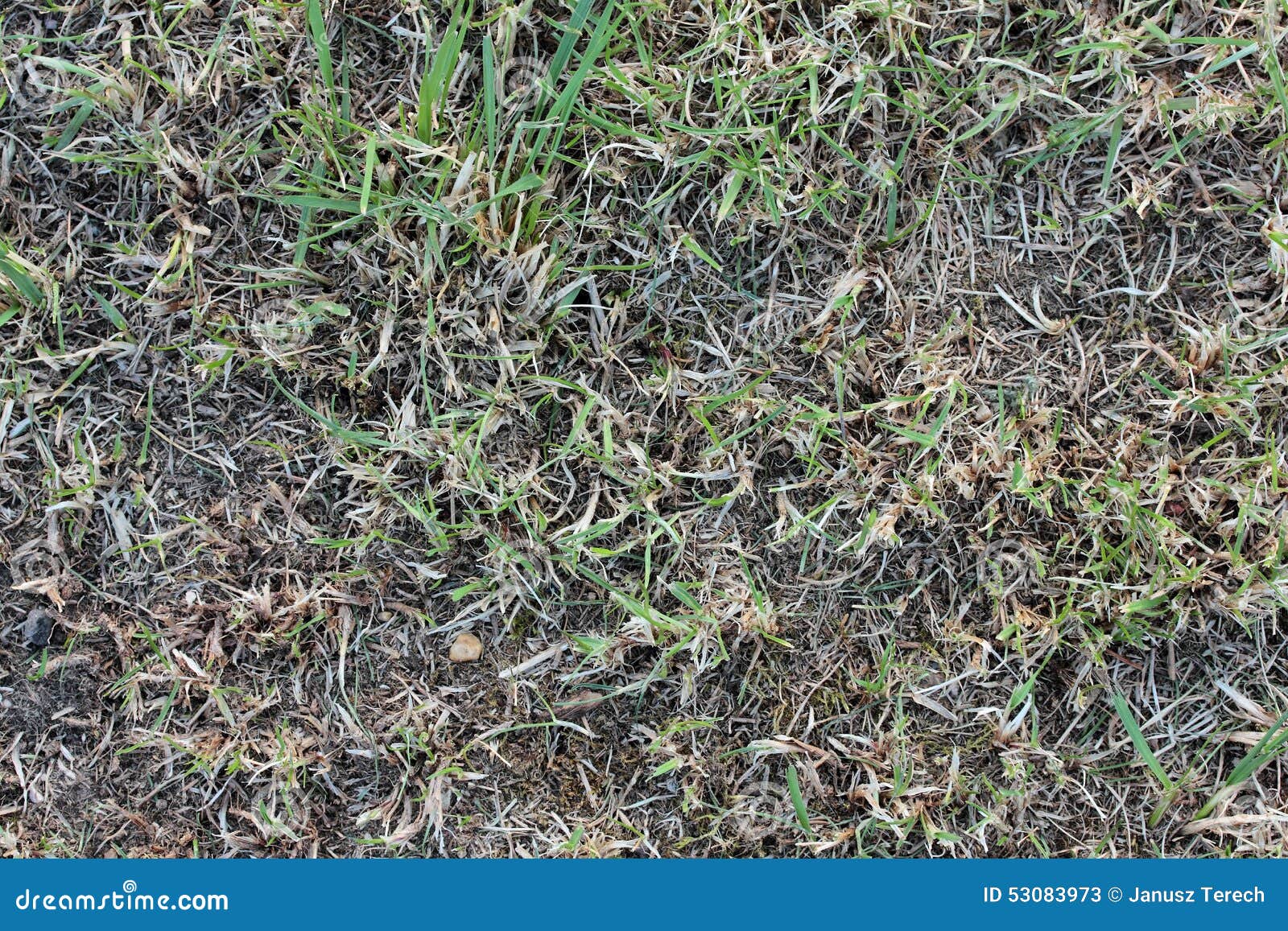 Destroyed Grass Lawn By Damage Made By Moles Molehills Stock Photo ...