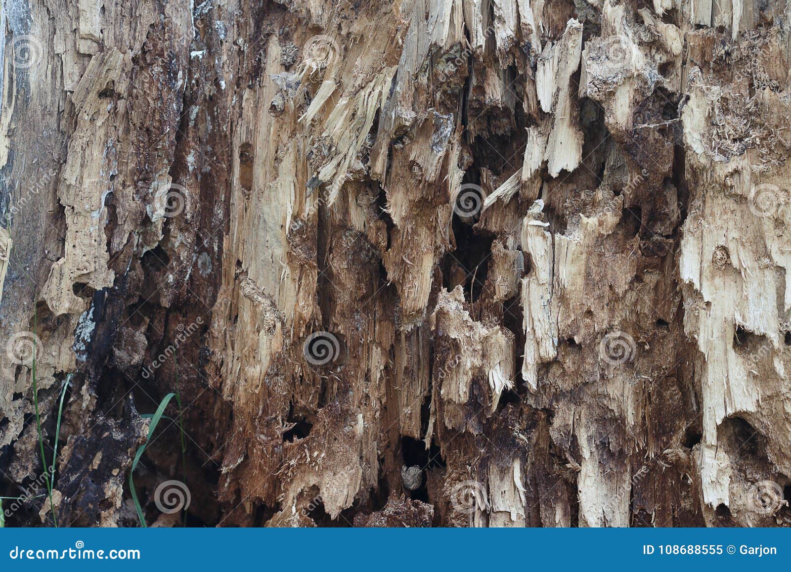 Ruined rotten rotten tree stock image. Image of abstract - 108688555