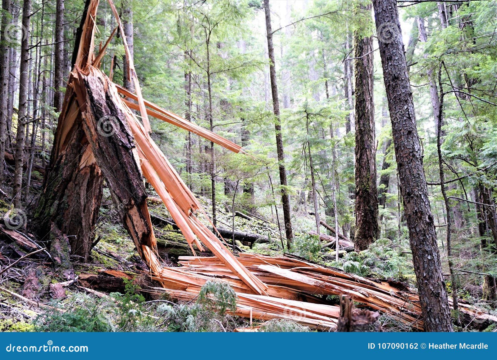 Destroyed Shattered Tree Folded Over from Destruction Stock Photo ...