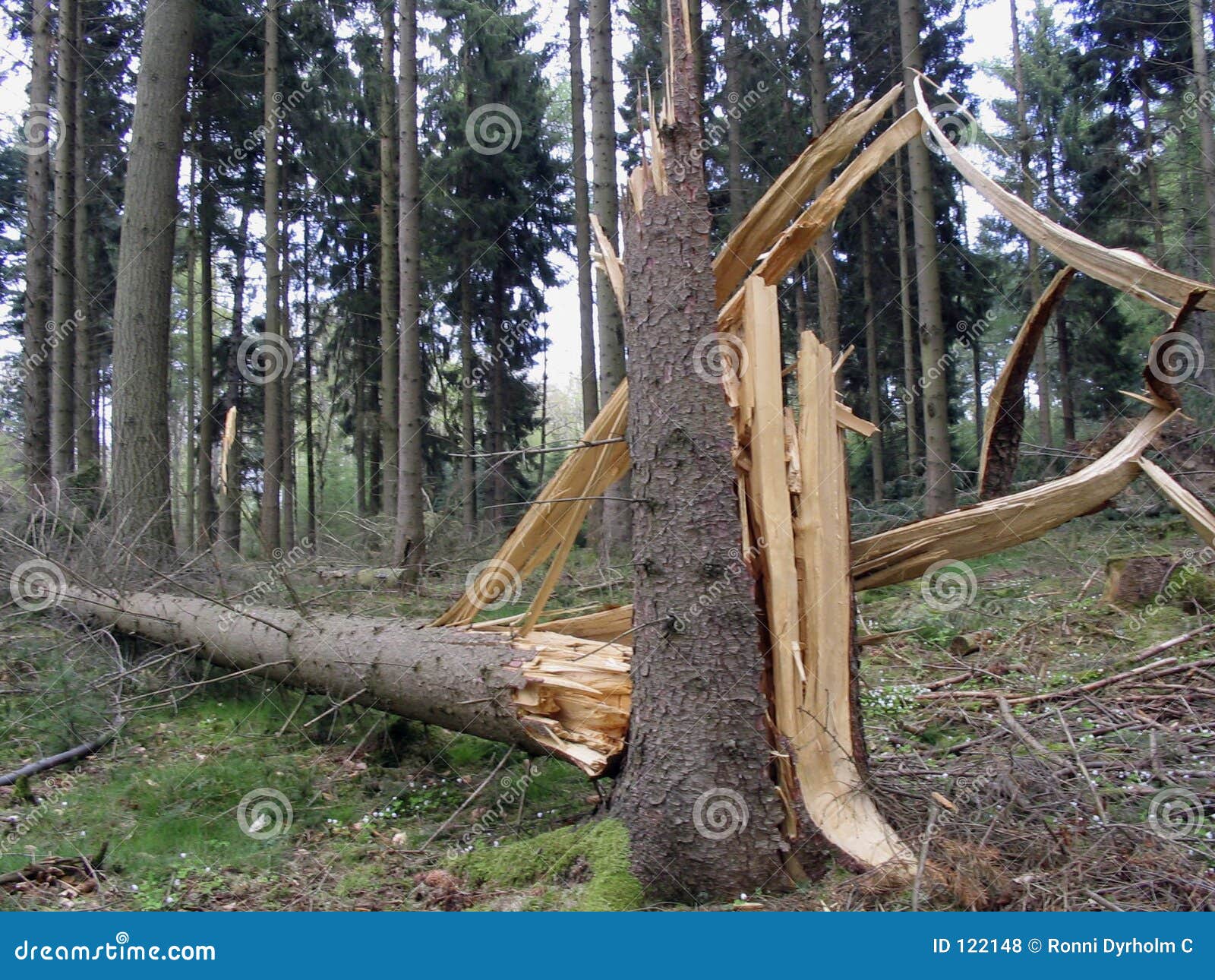 Destroyed Tree Royalty Free Stock Photos - Image: 122148