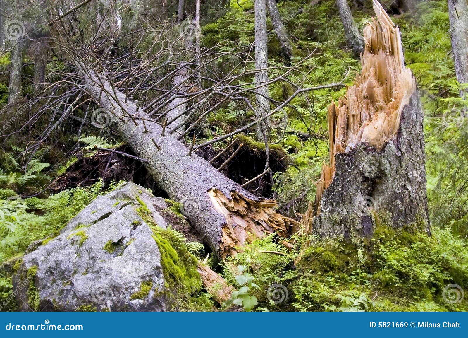 Destroyed Tree Stock Images - 7,113 Photos