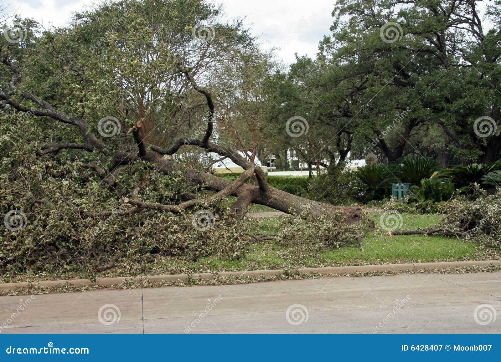 Destroyed Tree stock image. Image of outdoors, loss, destroy - 6428407