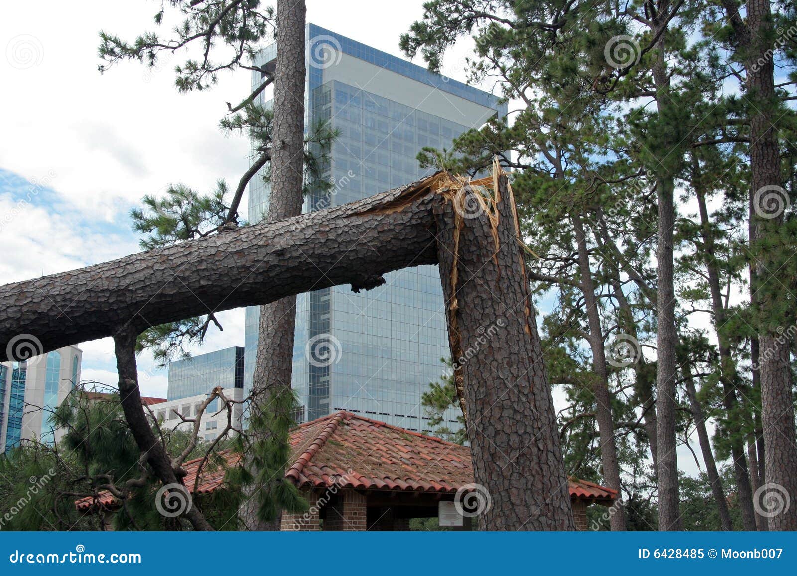 Destroyed Tree stock image. Image of emergency, destroy - 6428485