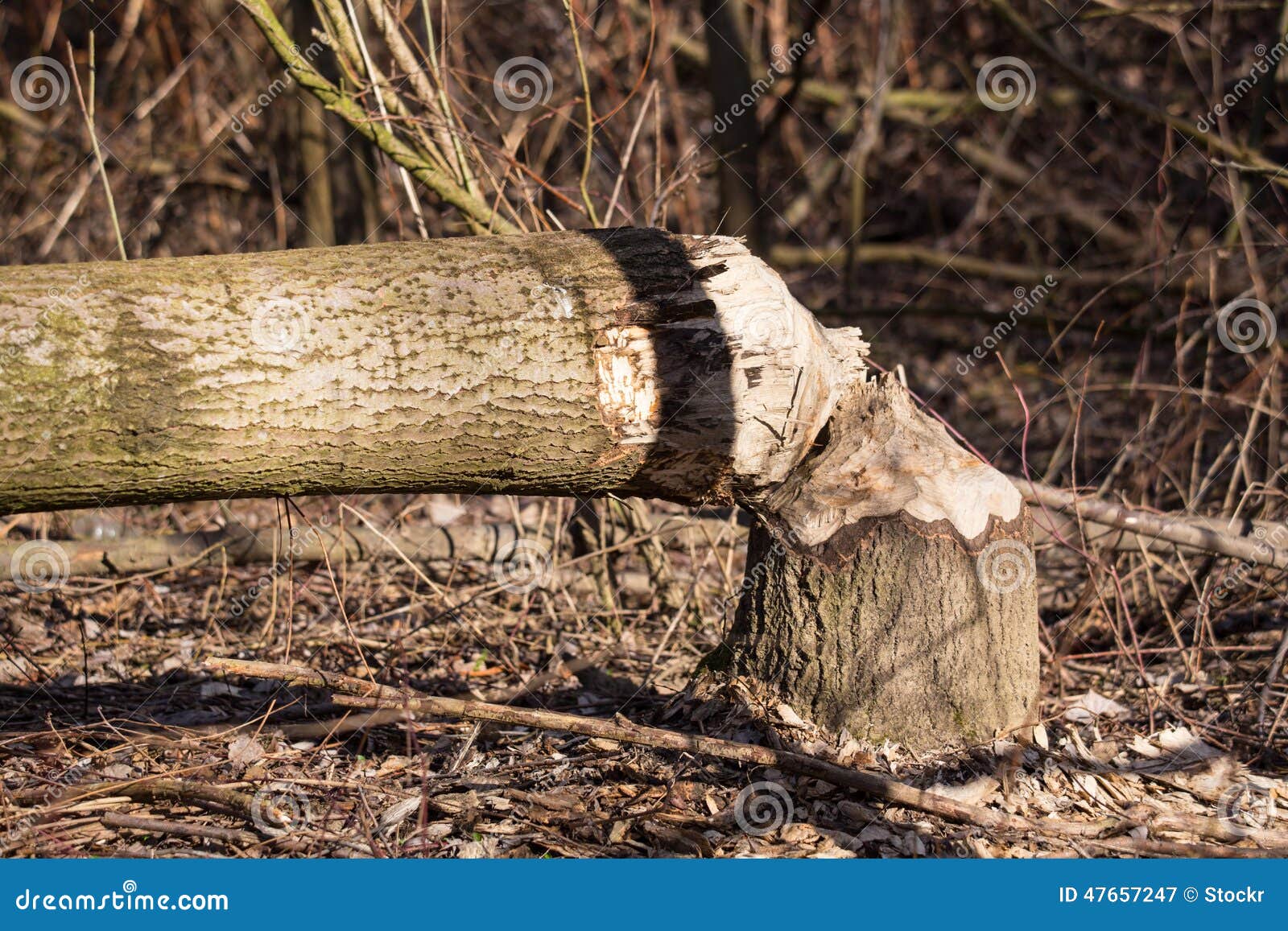 Destroyed tree stock image. Image of plant, horizontal - 47657247