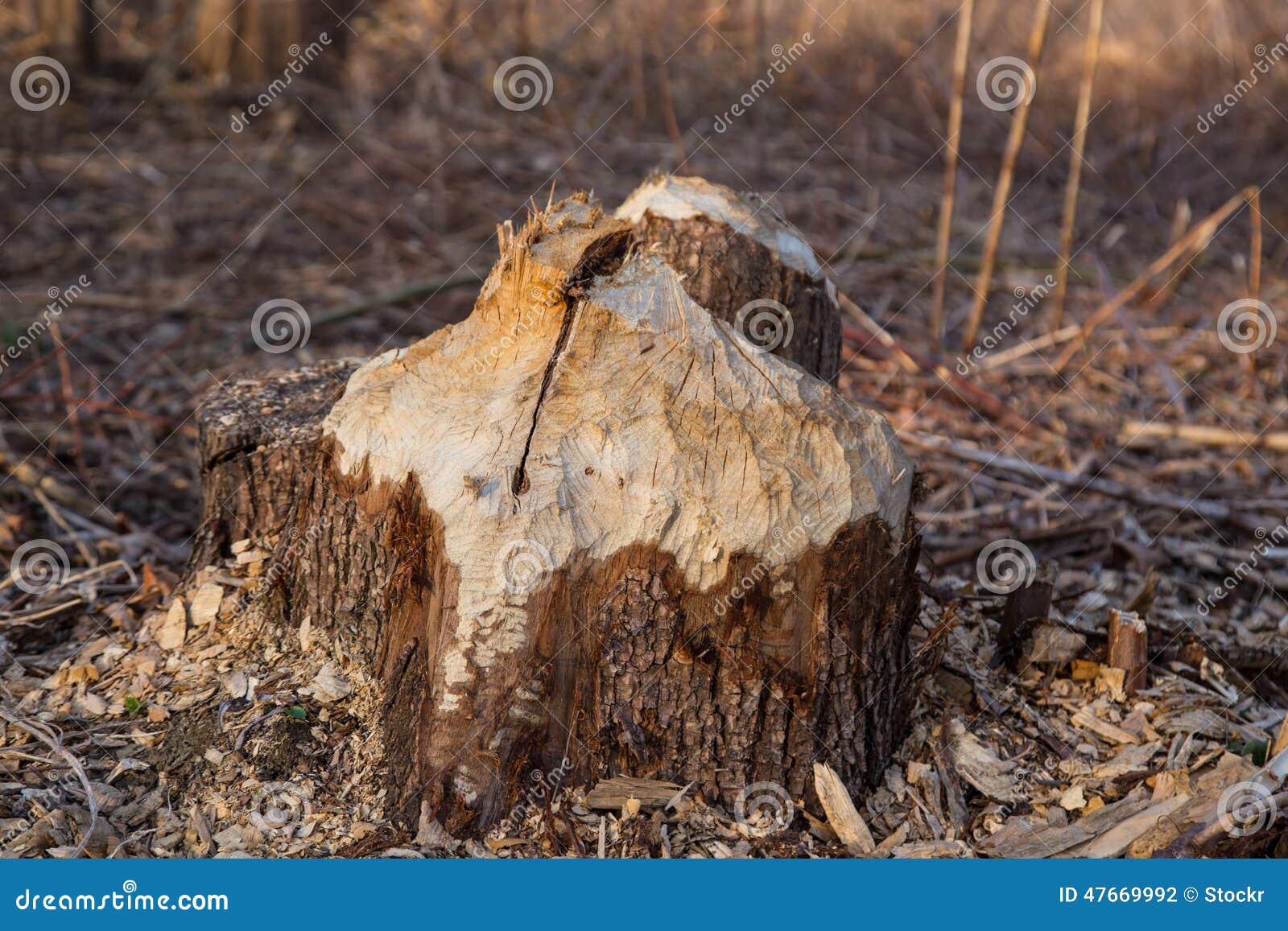Destroyed tree stock photo. Image of destroyed, gnawed - 47669992