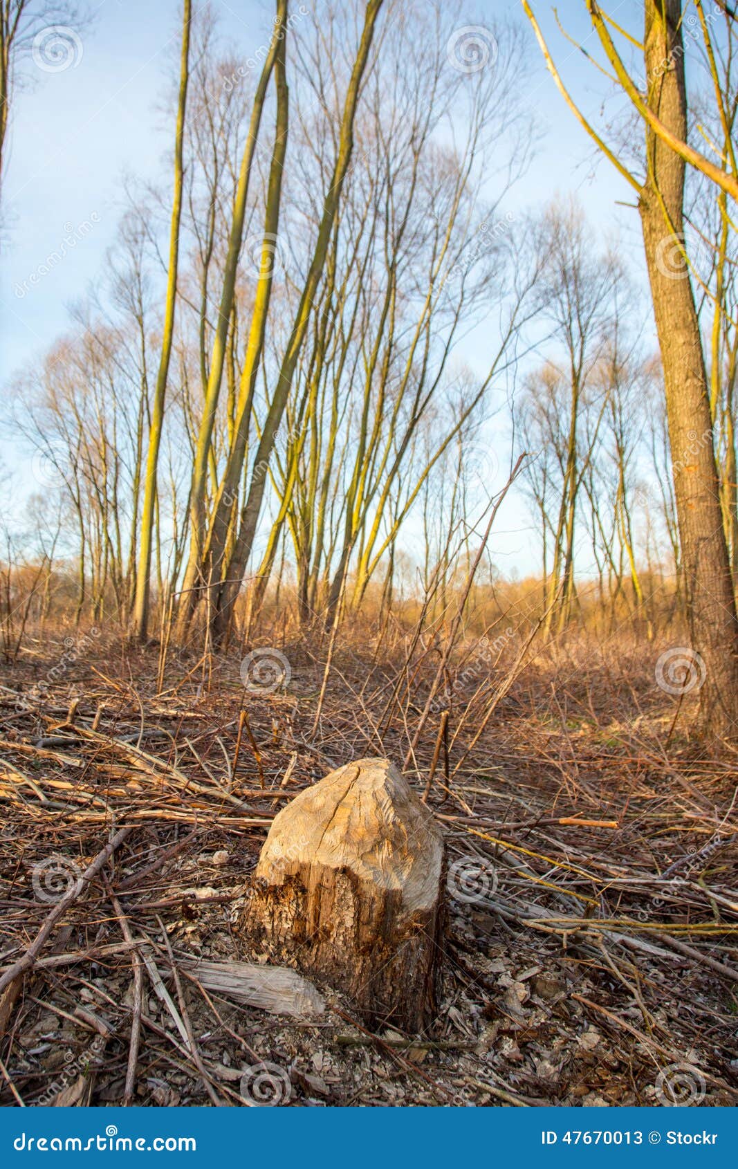 Destroyed tree stock image. Image of europe, green, reserve - 47670013